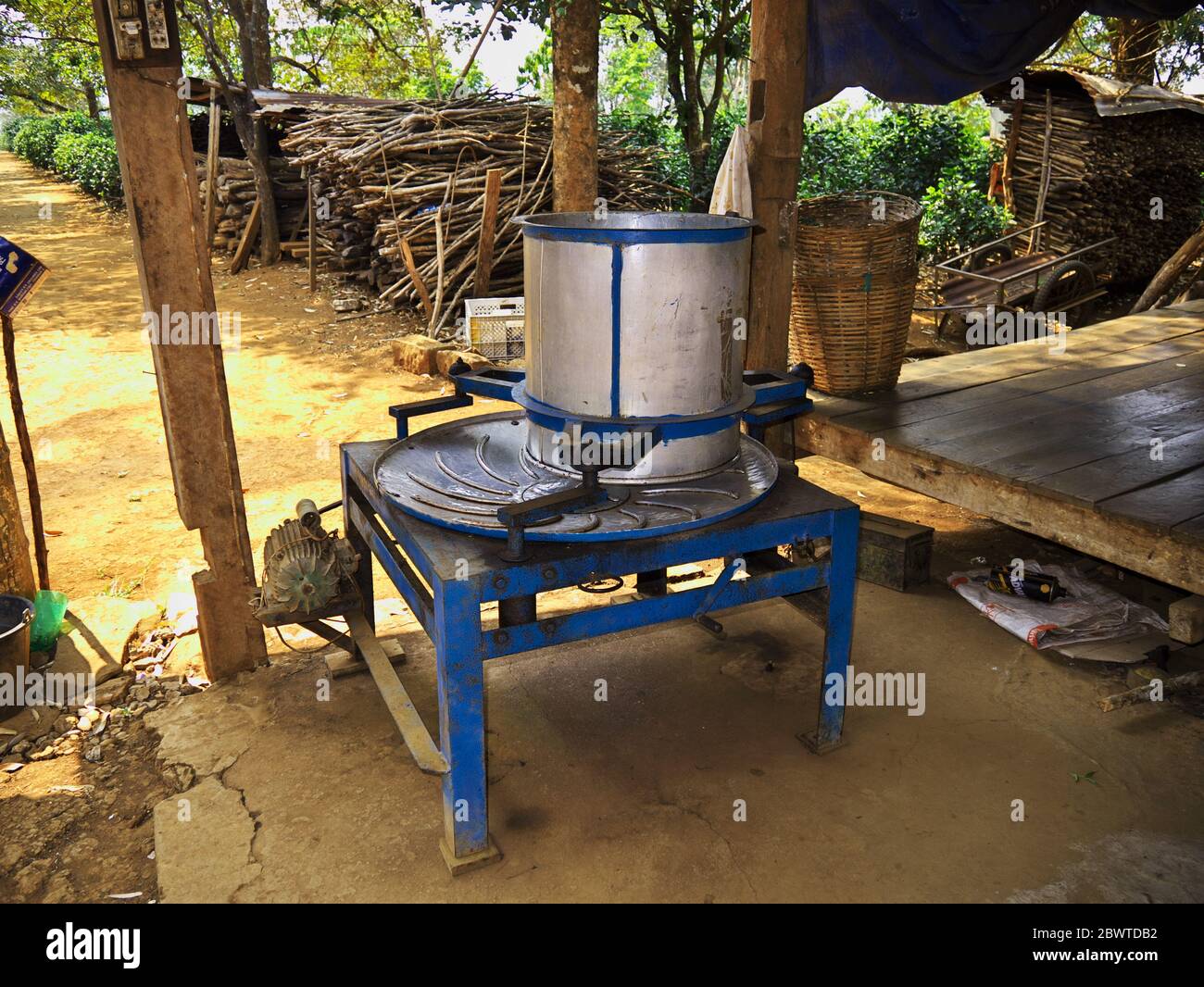 The tea plantation in Laos Stock Photo - Alamy