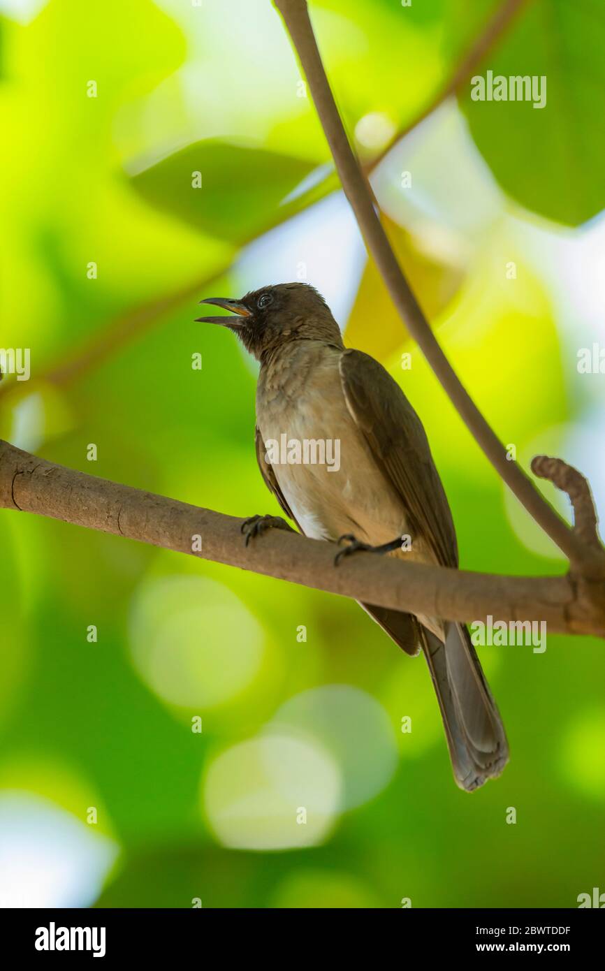 Common bulbul Pycnonotus barbatus, adult, calling from tree canopy ...