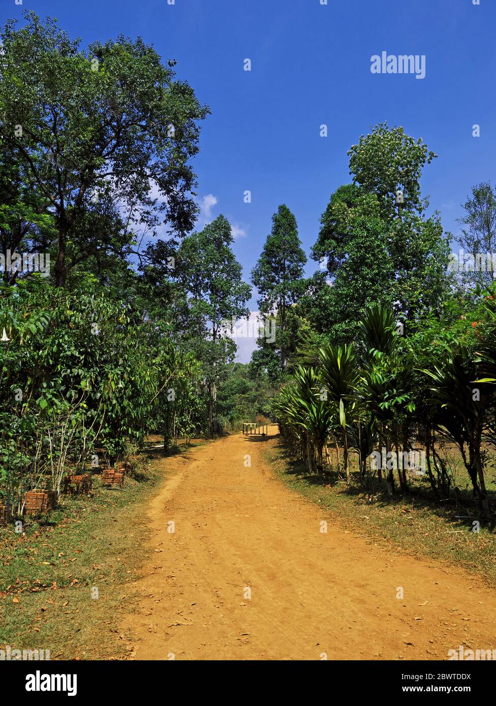 The tea plantation in Laos Stock Photo - Alamy
