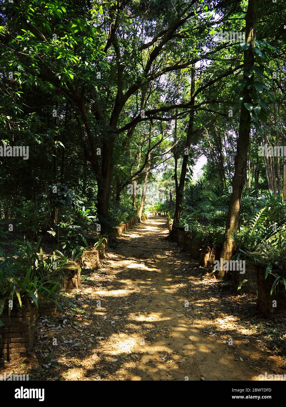 The tea plantation in Laos Stock Photo - Alamy