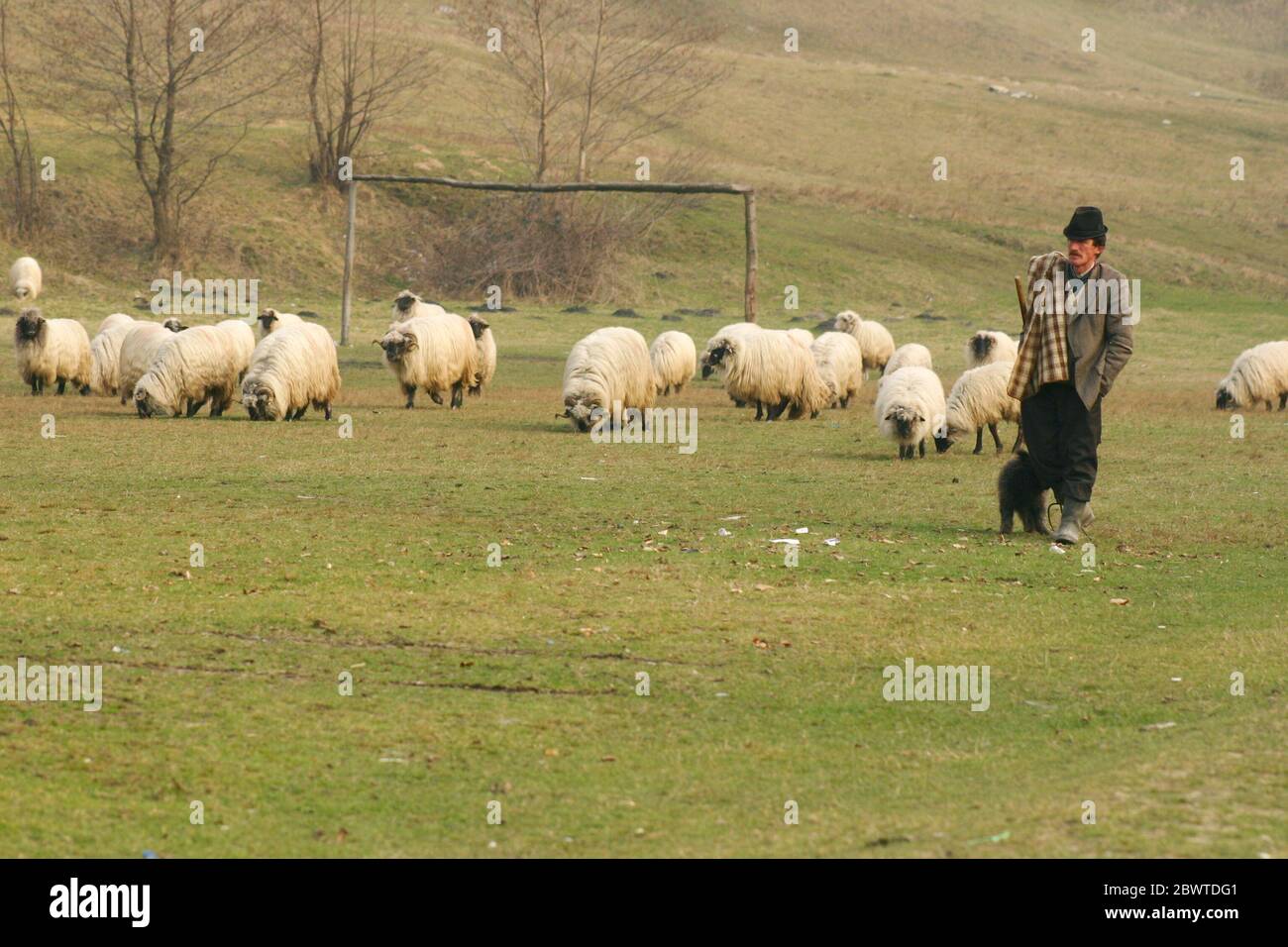 Group in country sheep shepherd hi-res stock photography and images - Alamy