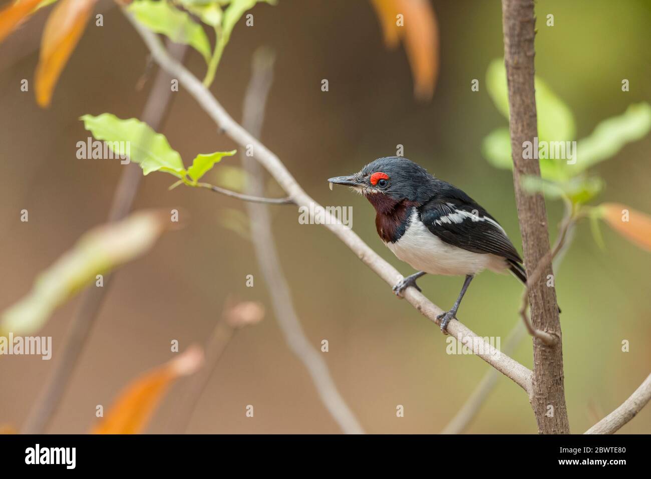 Common wattle-eye Platysteira cyanea, adult female, perched in tree ...