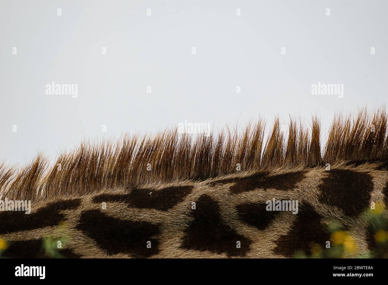 Giraffe neck hair and reticulated pattern, Nairobi National Park, Kenya ...