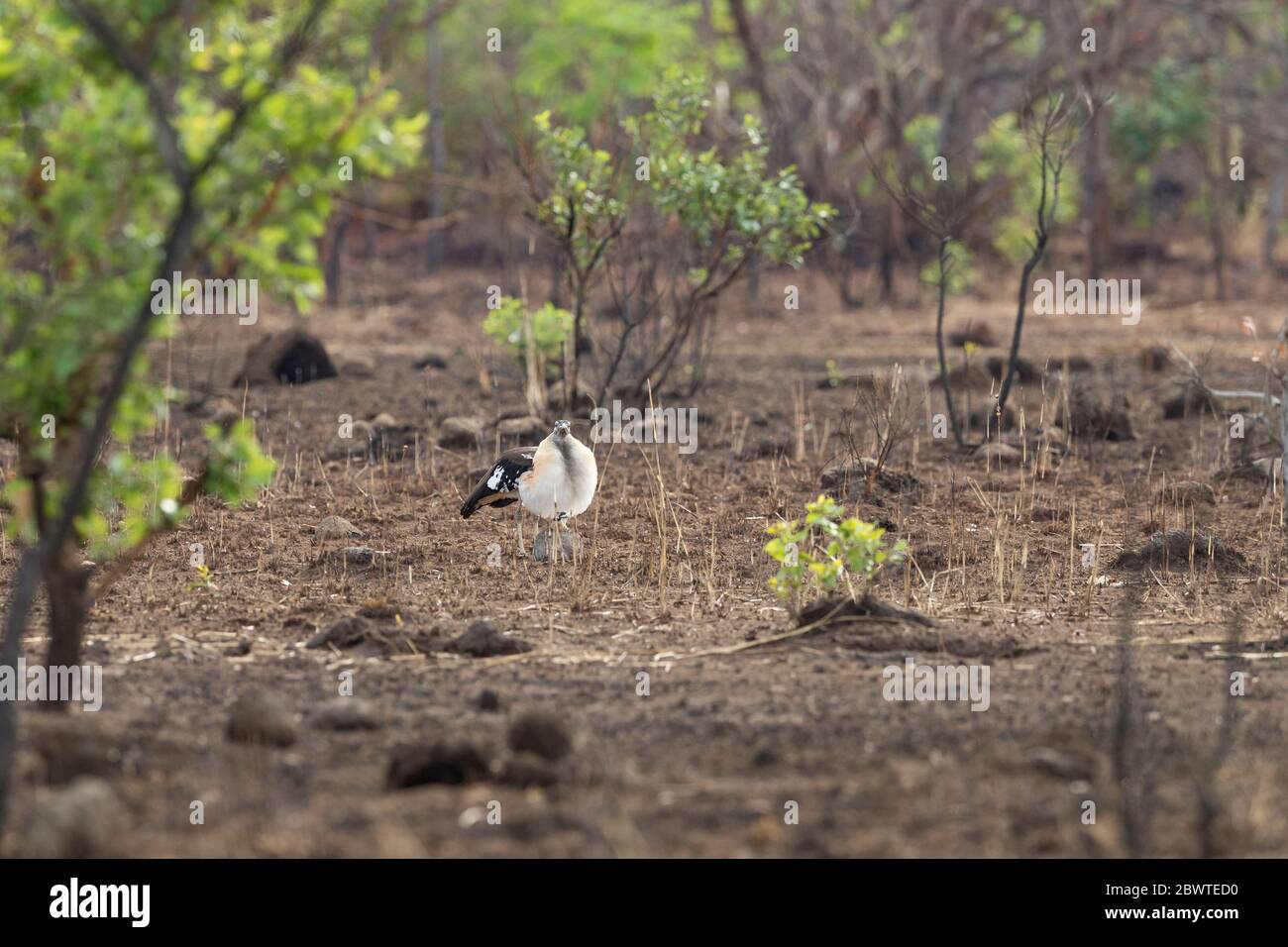 Denham's bustard Neotis denhami, pair in full display courtship, Mole ...