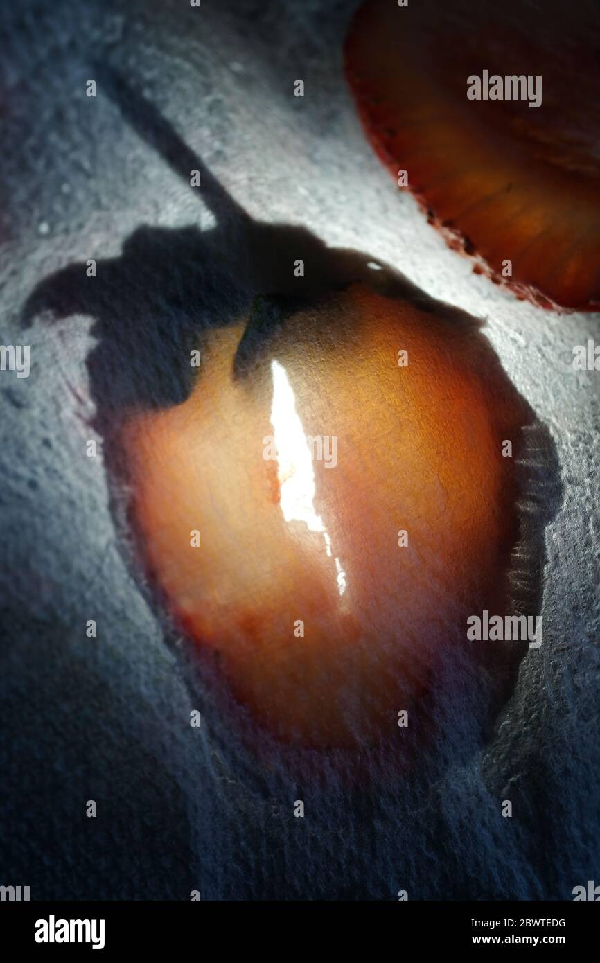 Strawberry slice under wet kitchen roll sheet Stock Photo - Alamy