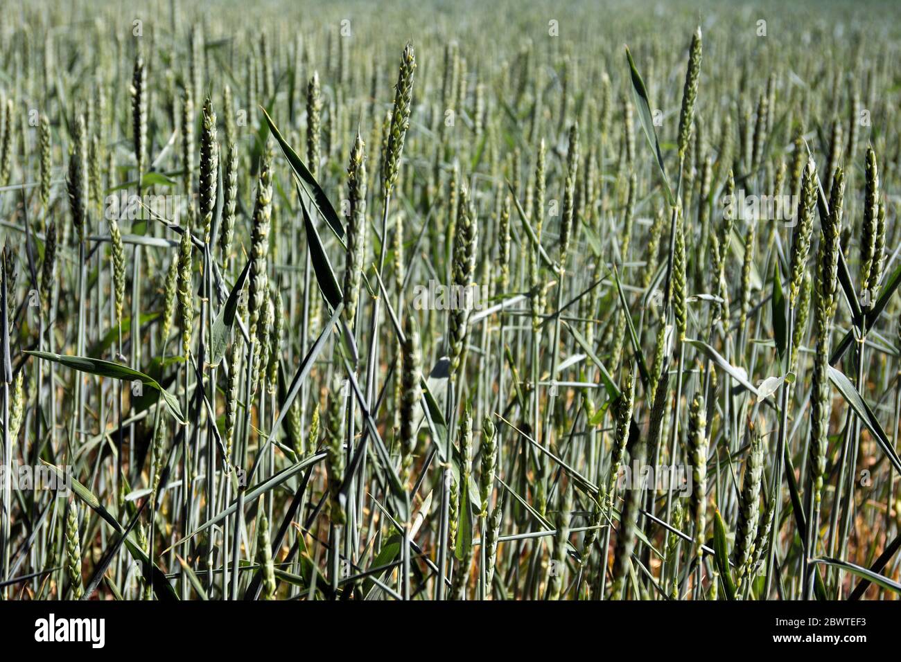 Wheat growing in a Lancashire field Stock Photo - Alamy