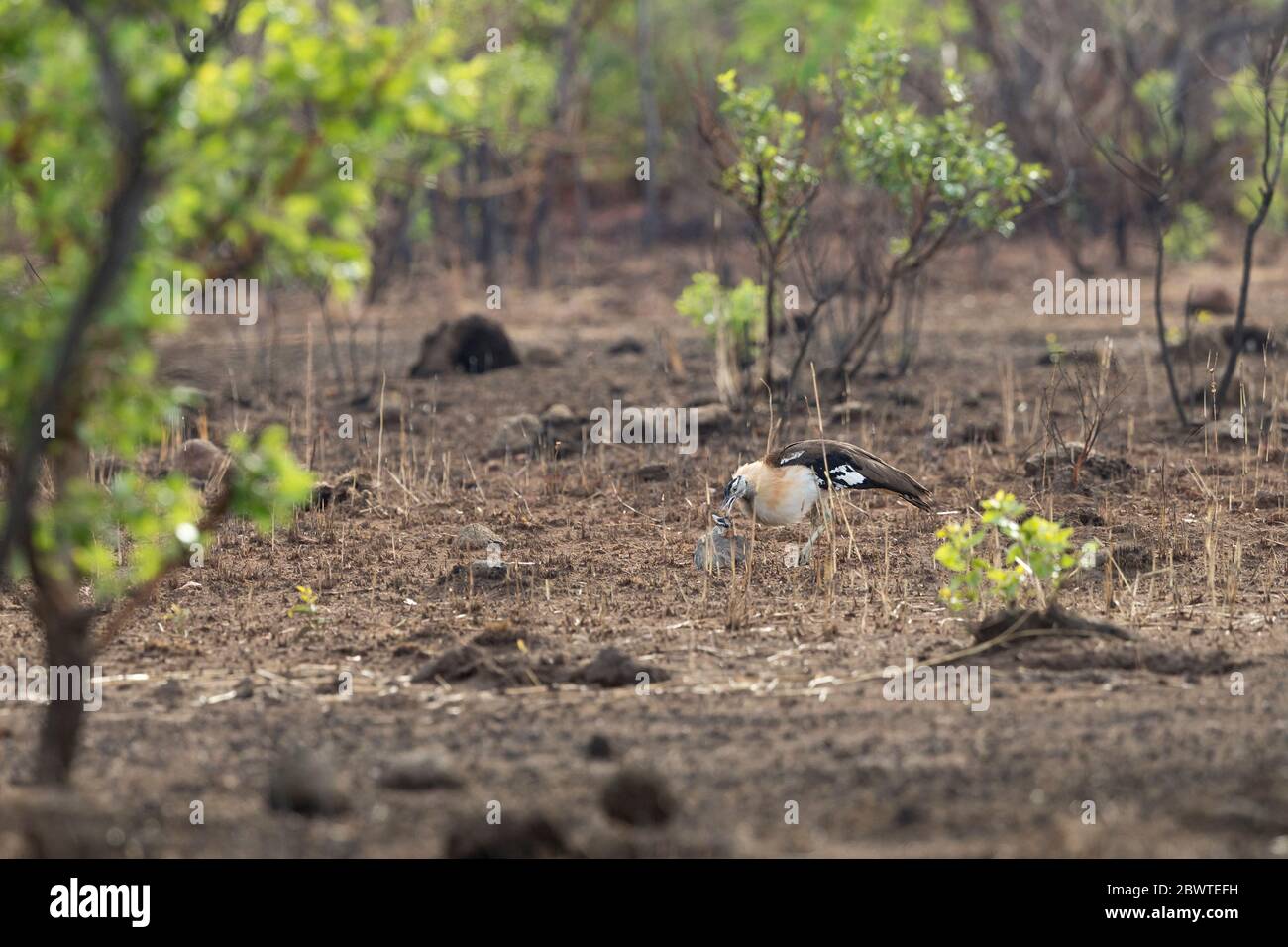 Denham's bustard Neotis denhami, pair in full display courtship, Mole ...