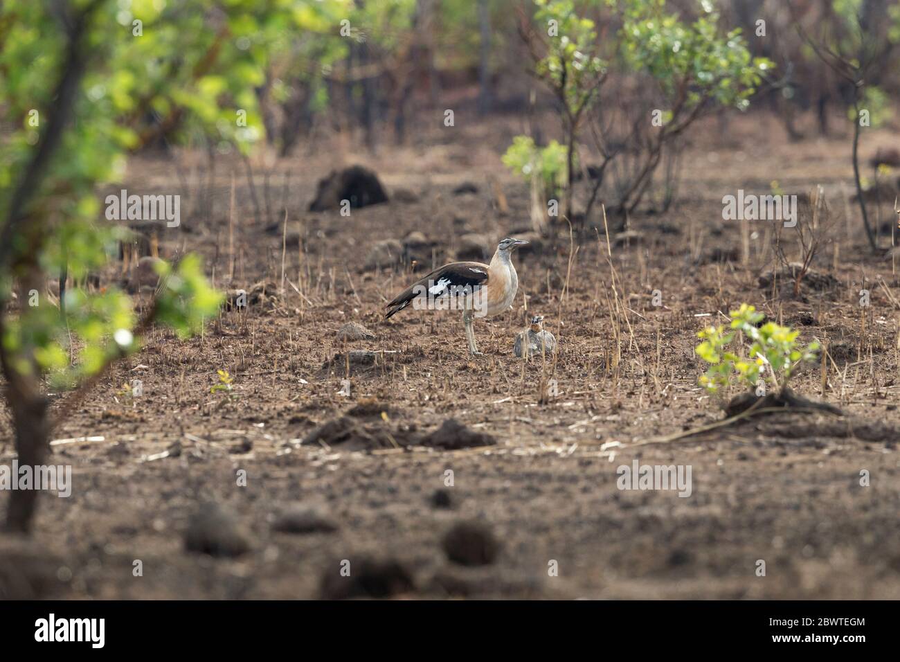 Denham's bustard Neotis denhami, pair in full display courtship, Mole ...