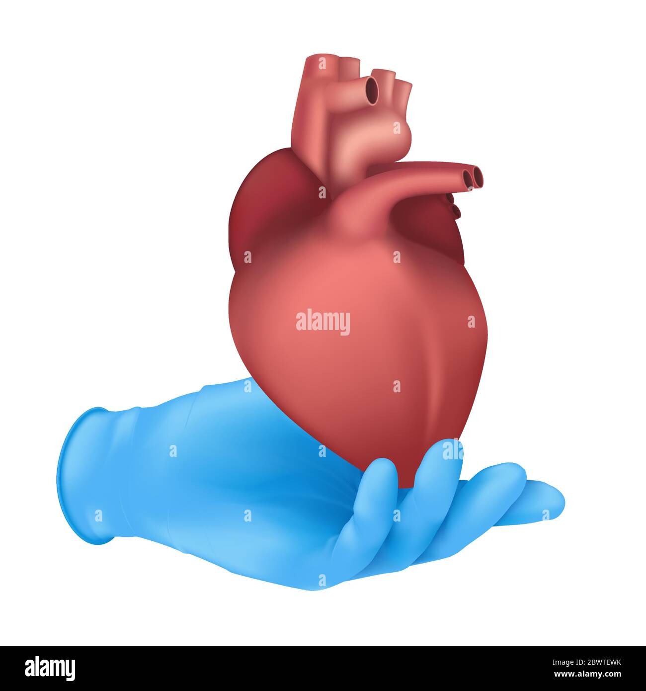 Realistic medical organ concept with a hand in a blue rubber glove ...