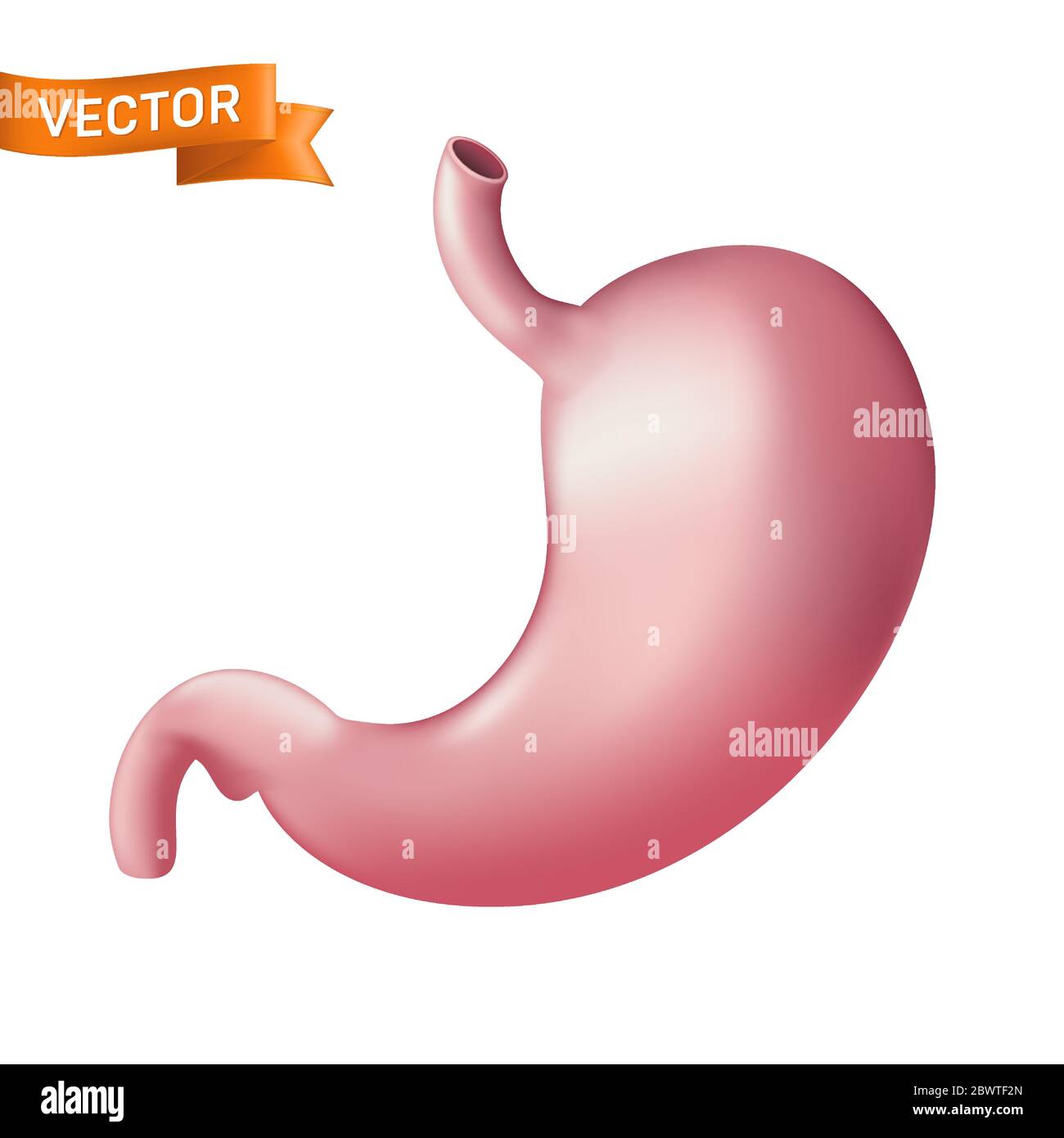 Human stomach close up Stock Vector Images - Alamy