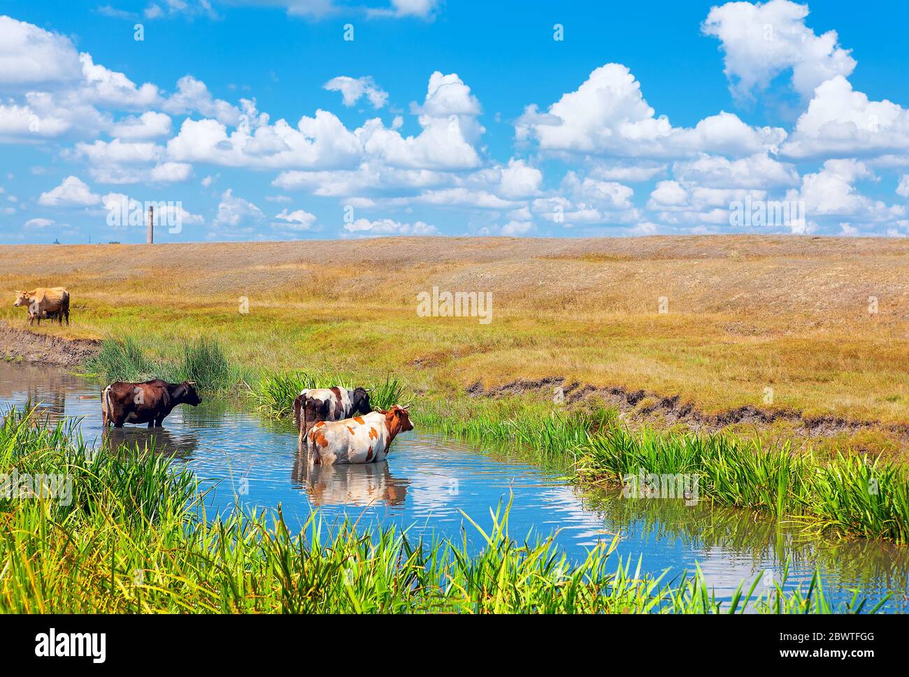 Cows swimming hi-res stock photography and images - Alamy