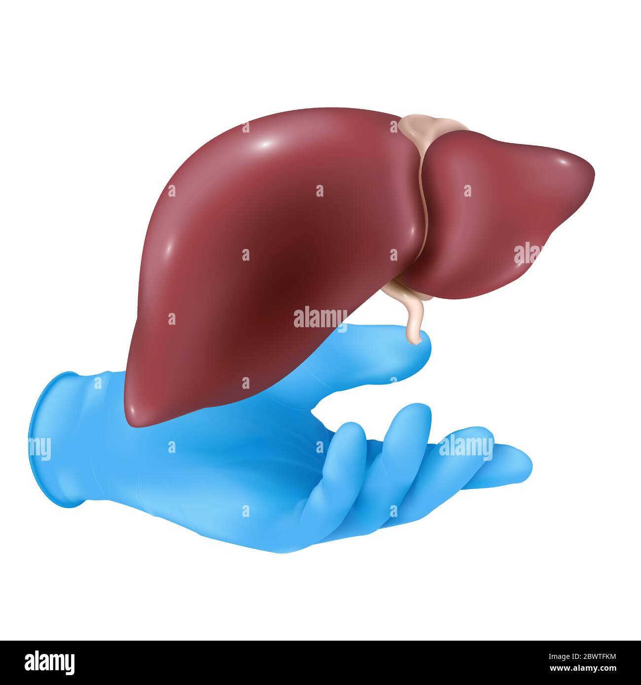 Liver illustration blue background hi-res stock photography and images ...