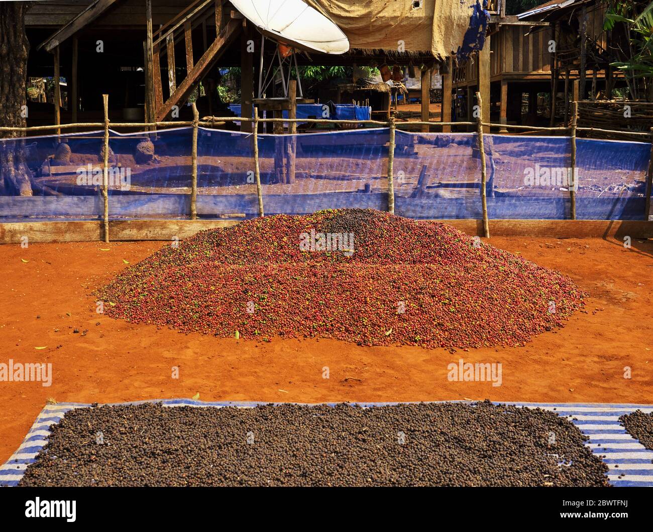 Laos coffee plantation hi-res stock photography and images - Alamy