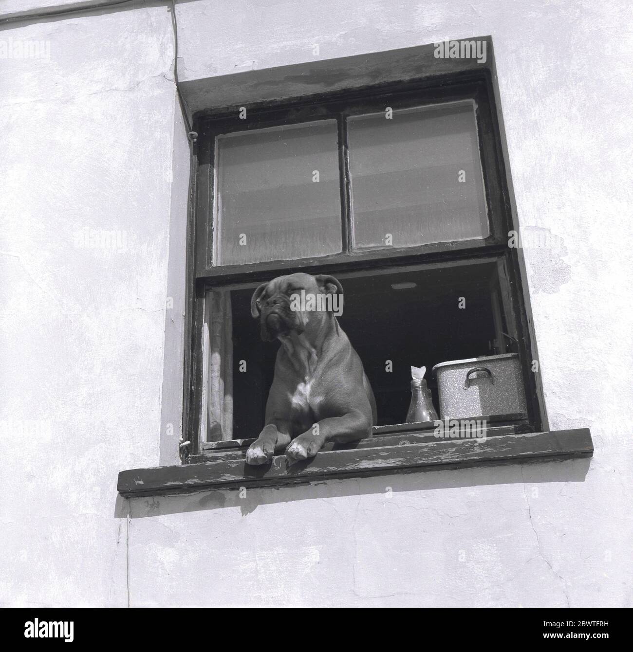 1960s, historical, at an open wooden sash window, a boxer dog with its ...