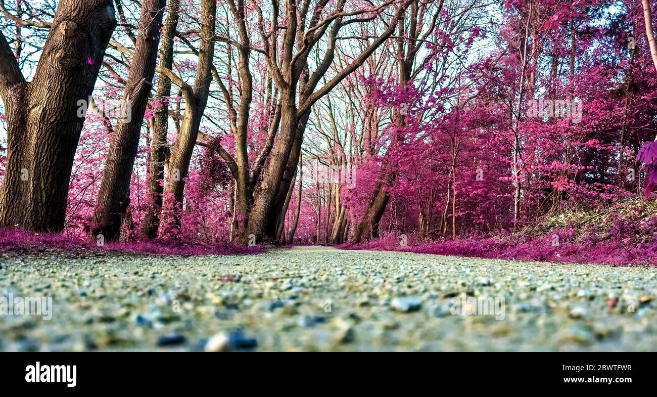 Beautiful purple infrared landscape with a magical look in high ...