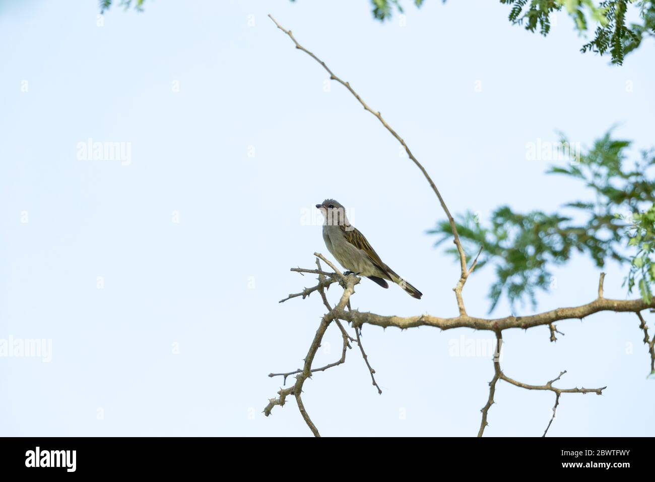 Lesser honeyguide Indicator minor senegalensis, adult, perched in tree ...