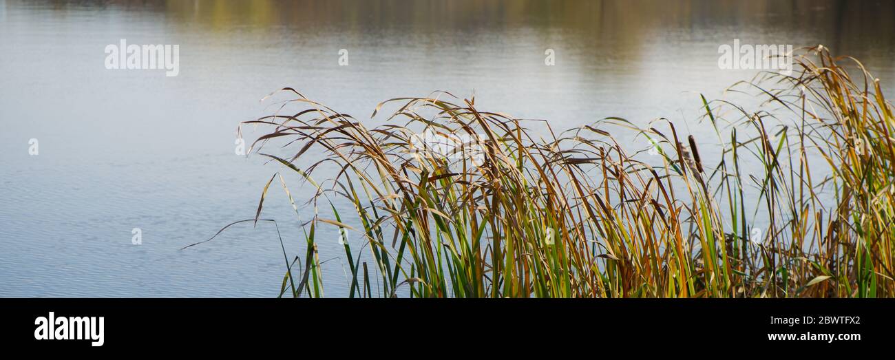 dry cane plants against the background of water in the river. Autumn ...