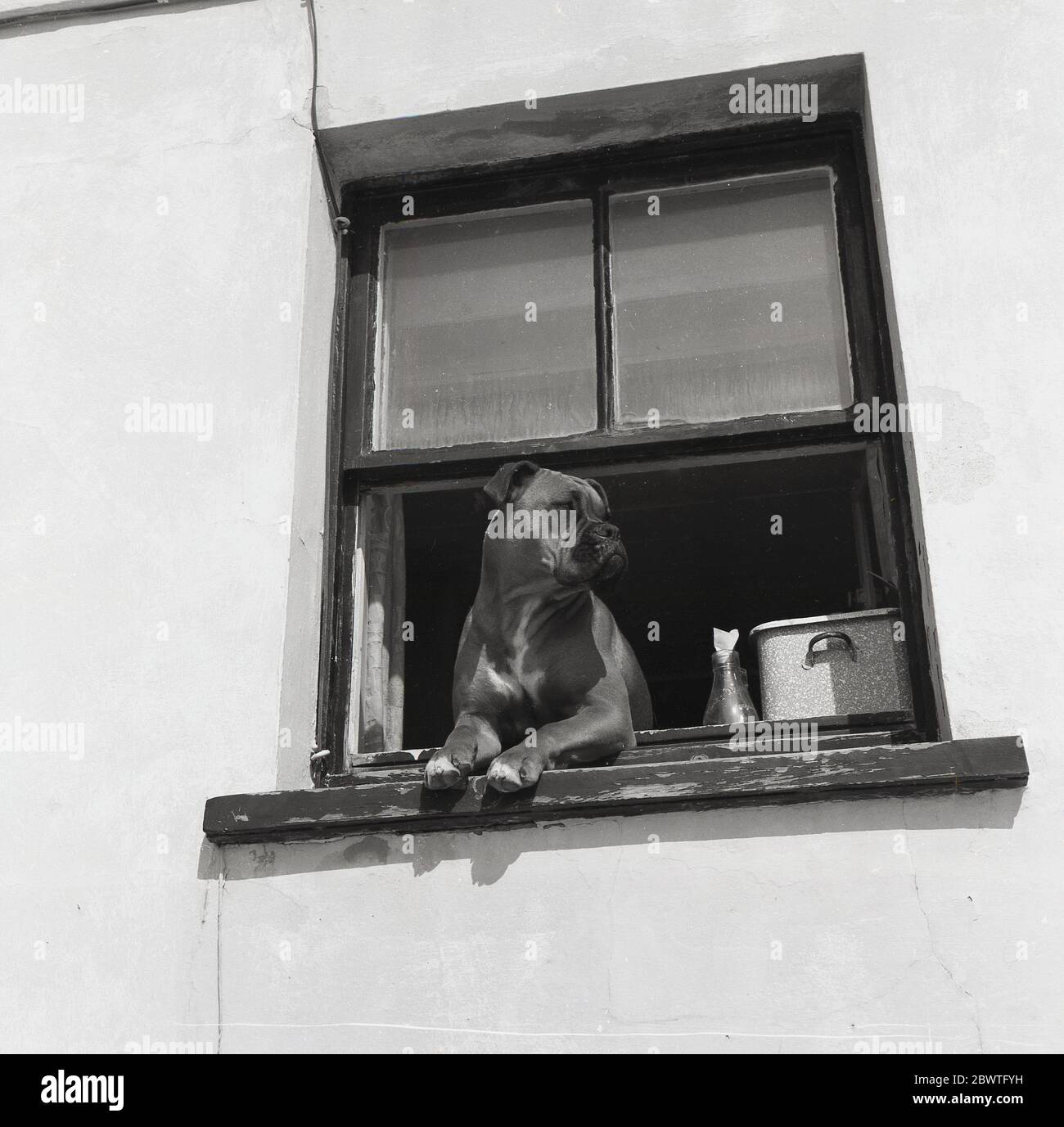 1960s, historical, at an upper floor open wooden sash window, a boxer ...