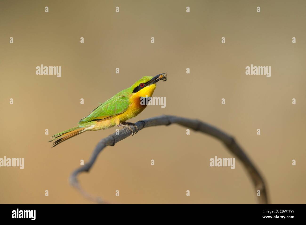 Tono dam hi-res stock photography and images - Alamy