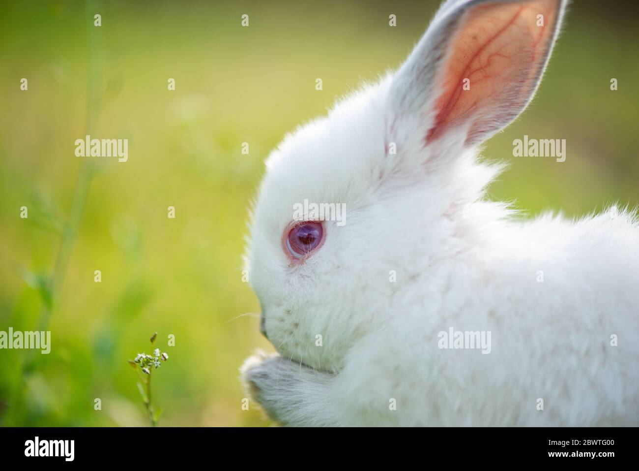 Adorable cute little rabbit pet hi-res stock photography and images - Alamy