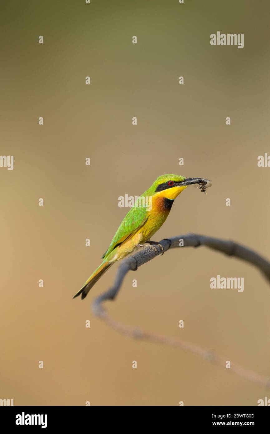 Little bee-eater Merops pusillus, adult, perched on curved branch with ...