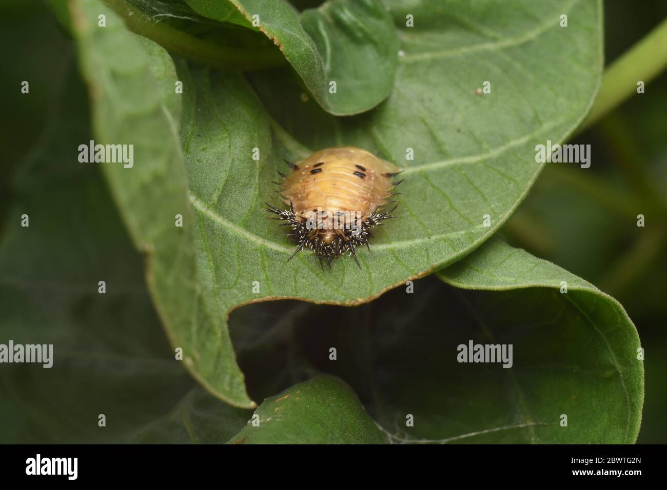 Golden tortoise beetle larva Stock Photo - Alamy