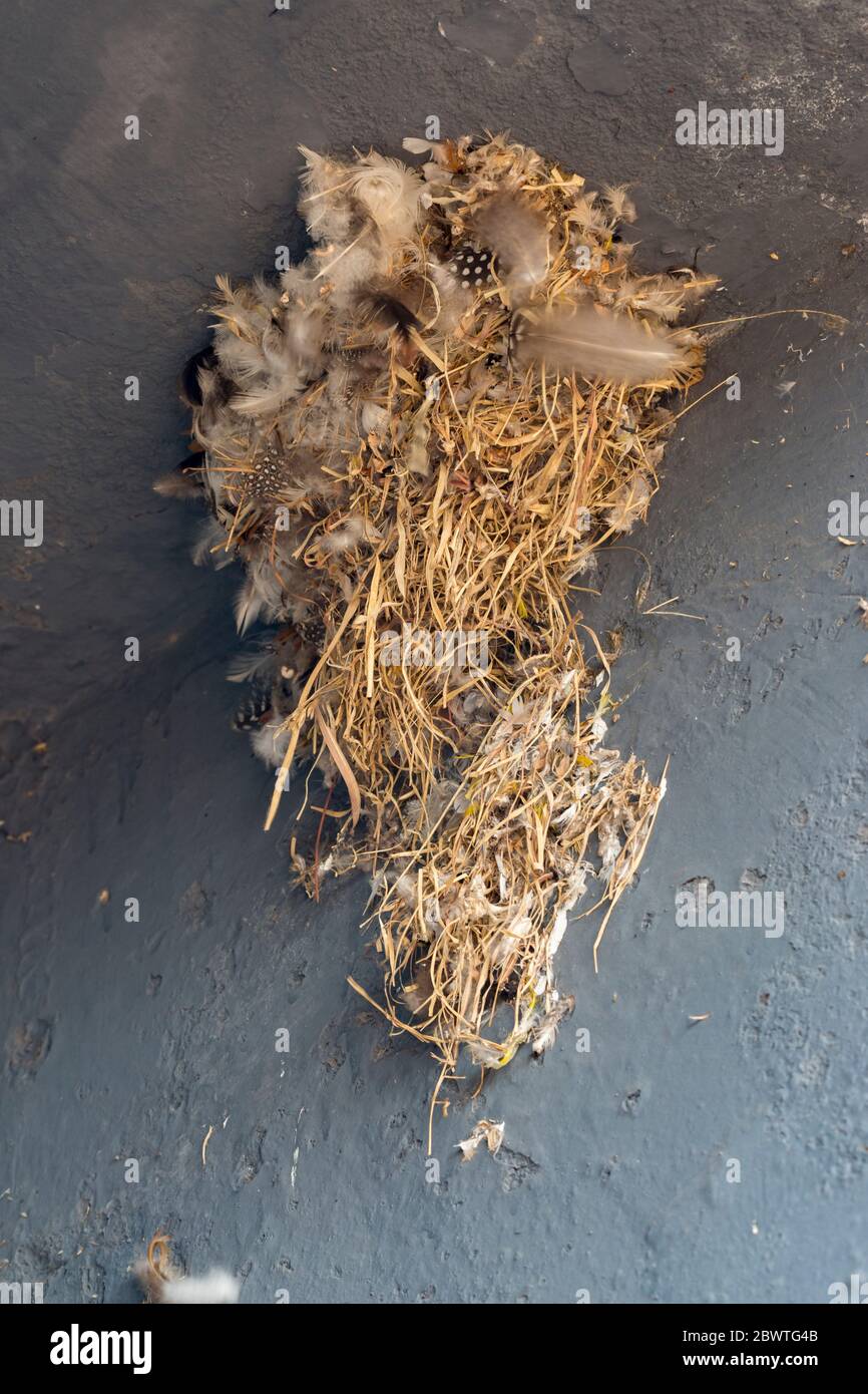 Little swift Apus affinis, nest, hanging in outbuilding, Ghana, March ...