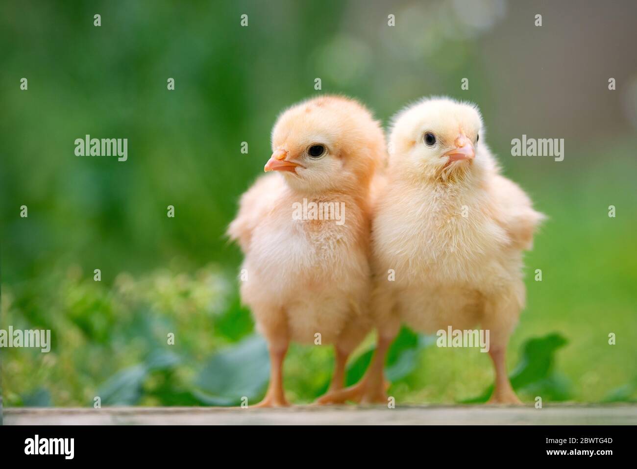 Group of funny baby chicks on the farm Stock Photo - Alamy
