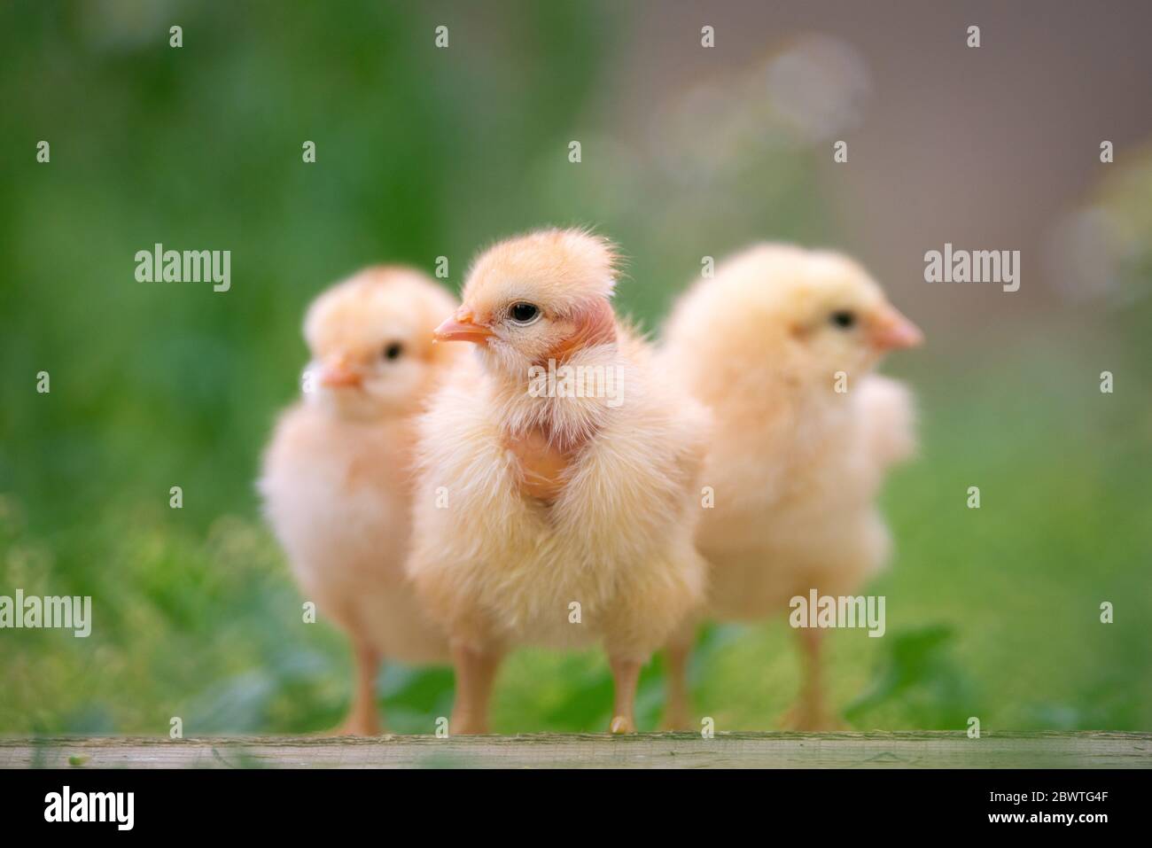 Group of chicks garden hi-res stock photography and images - Alamy