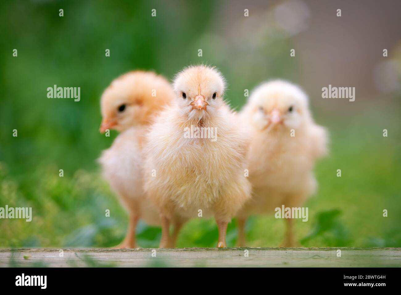 Group of funny baby chicks on the farm Stock Photo - Alamy