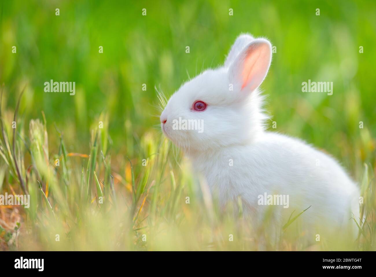 Beautiful funny little young rabbit hi-res stock photography and images ...