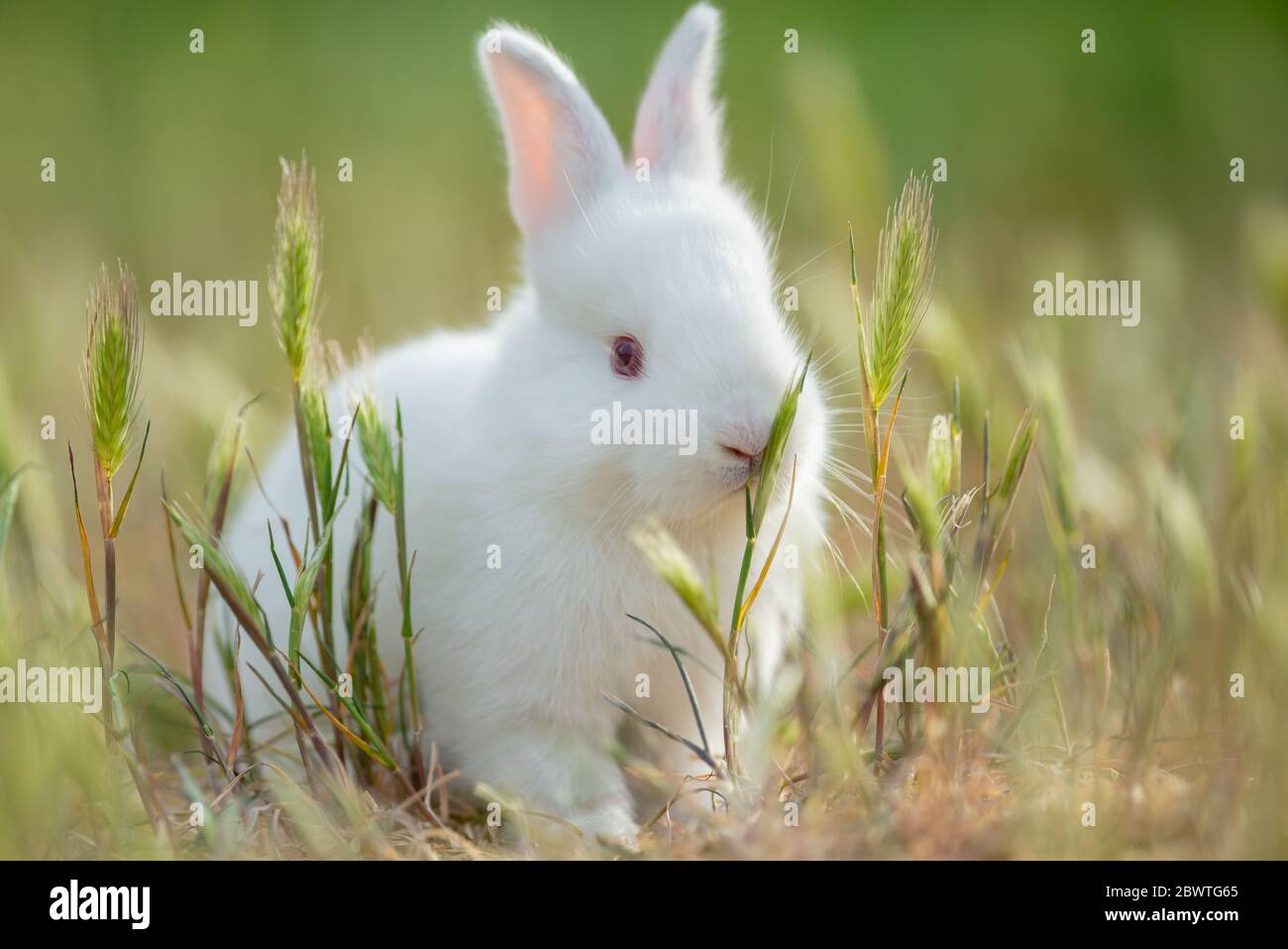 Little white rabbit on hi-res stock photography and images - Alamy