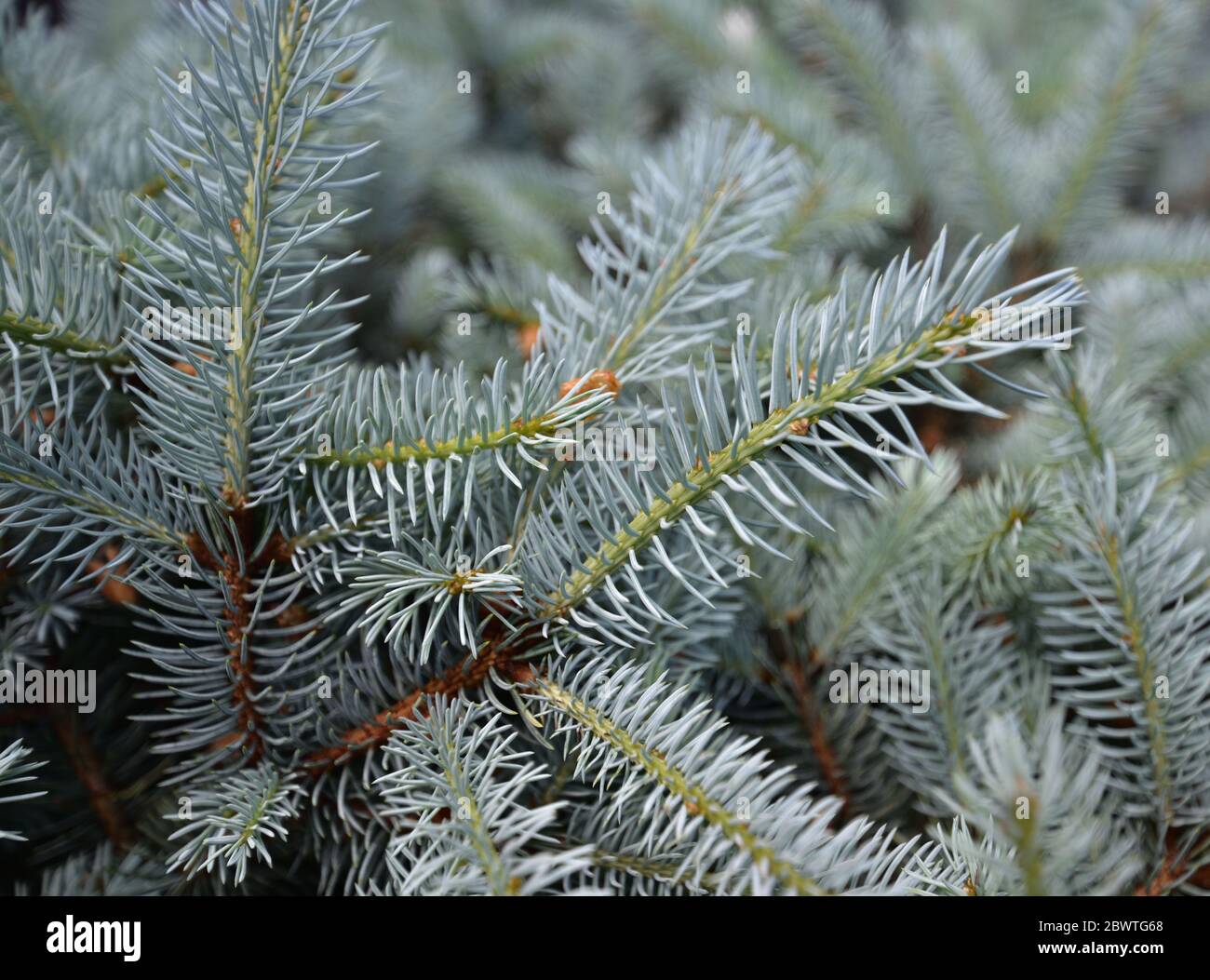 Mountain pine needles hi-res stock photography and images - Alamy