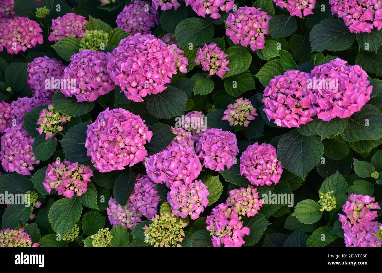 Garden corner with hydrangea flowers Stock Photo - Alamy