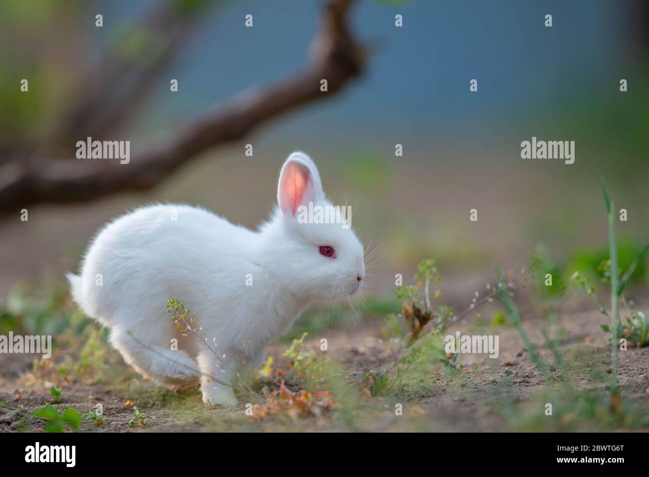 Funny little white rabbit hi-res stock photography and images - Alamy