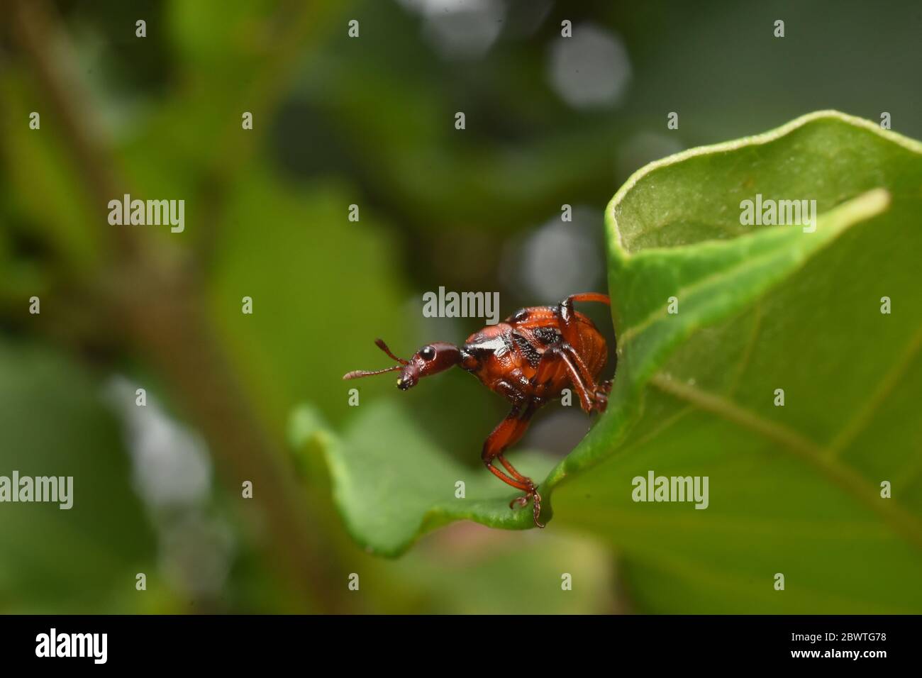 Various true bugs hi-res stock photography and images - Alamy