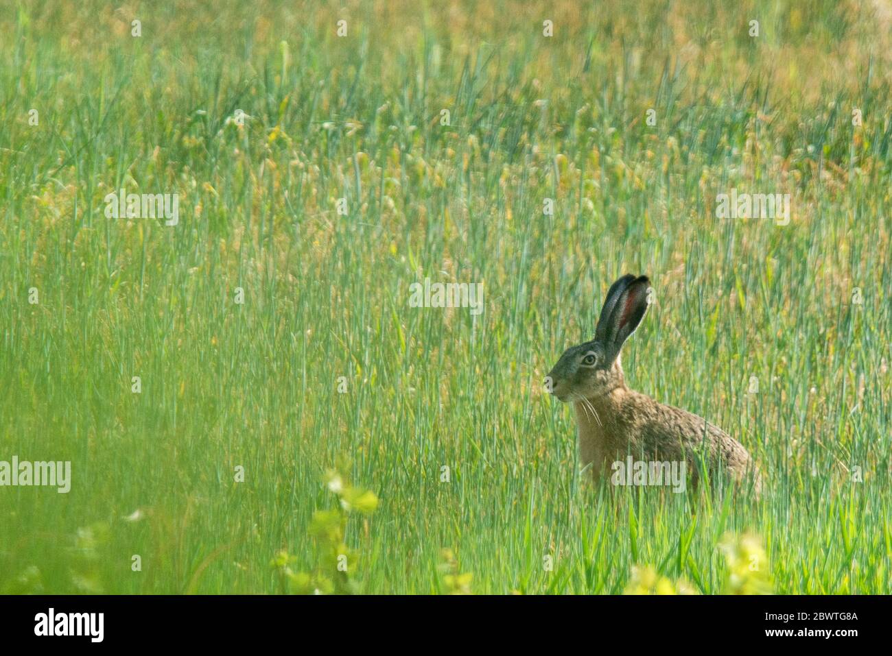 Rabbit run outdoor hi-res stock photography and images - Alamy
