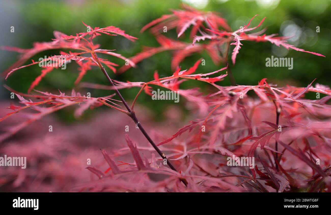 Japanese maple branch leaves hi-res stock photography and images - Alamy