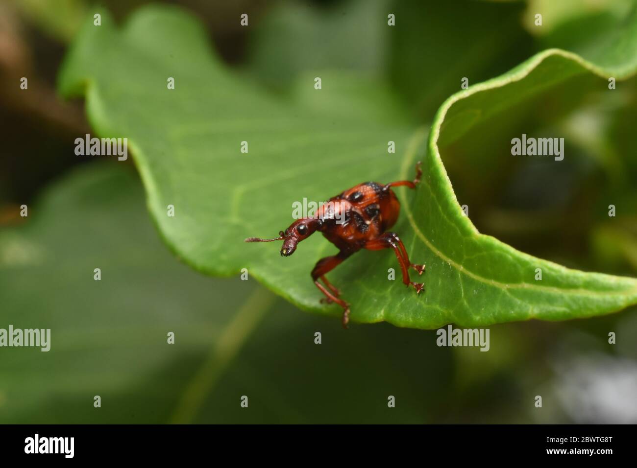 Various true bugs hi-res stock photography and images - Alamy