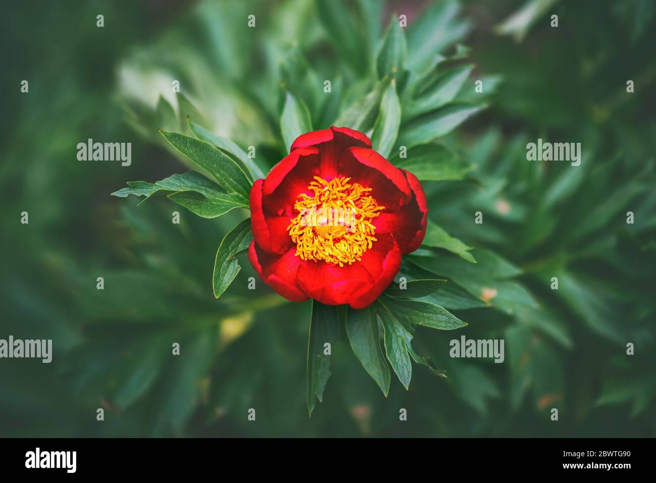 Top view of paeonia peregrina - Wild plant shot in spring Stock Photo ...