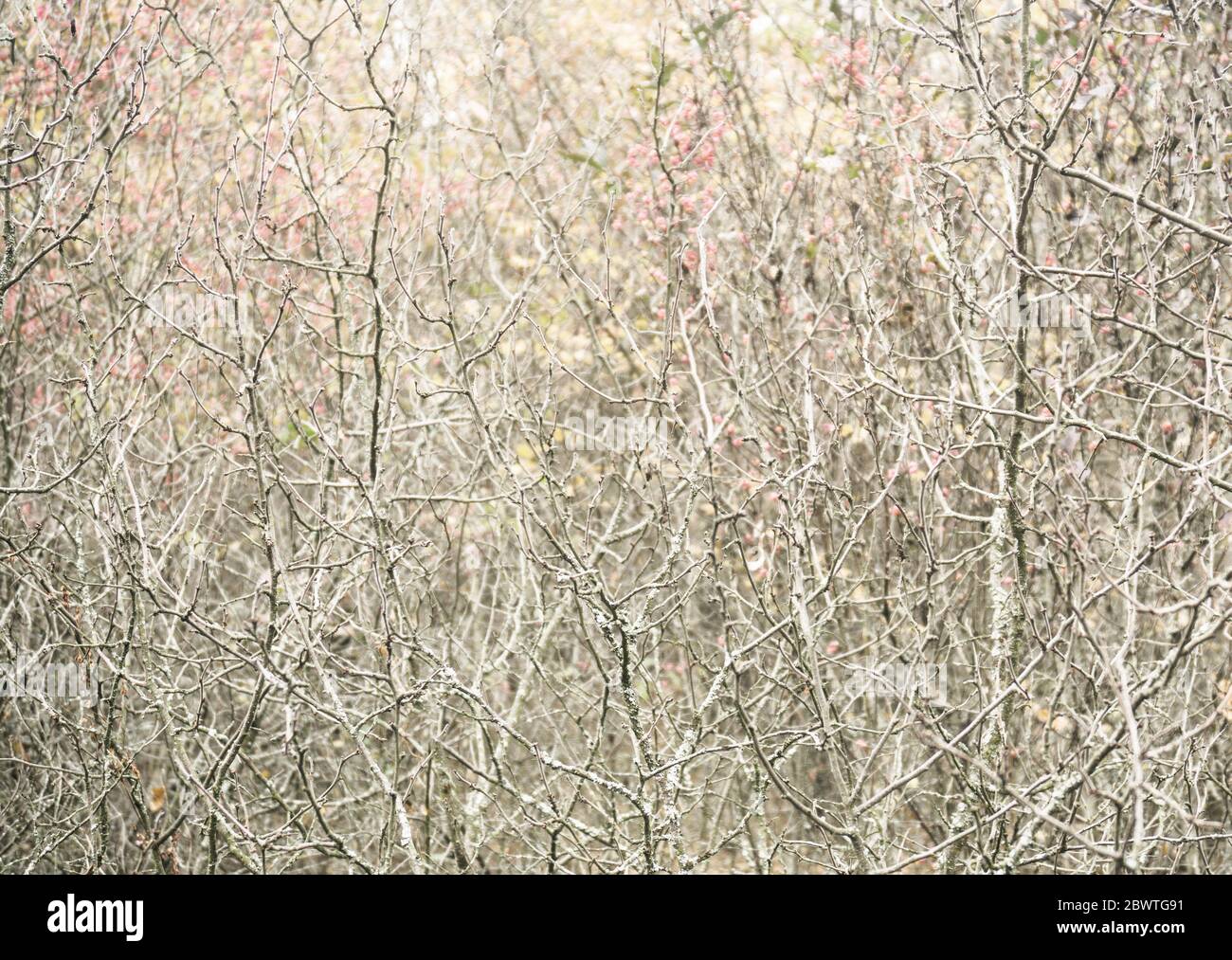 gray bushes and thickets of trees Stock Photo - Alamy