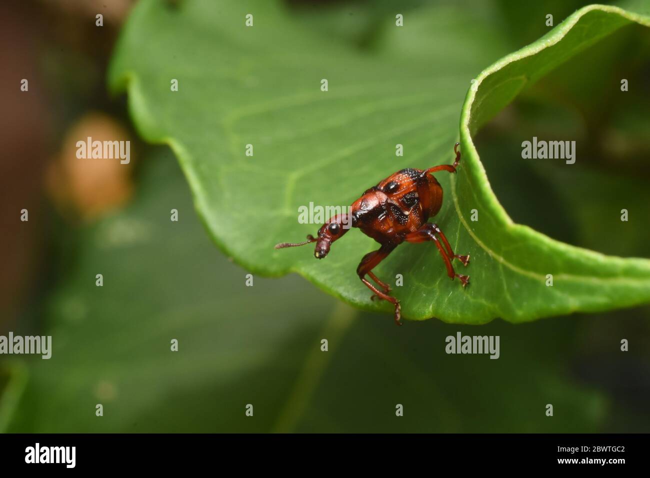 Leaf rolling weevils hi-res stock photography and images - Alamy