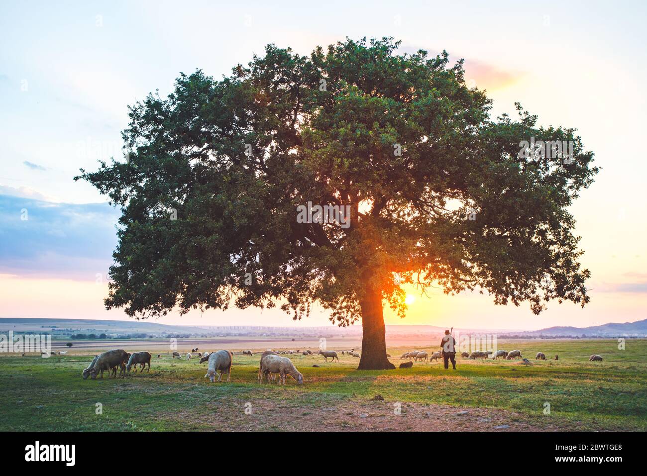 Shepherd and herd of sheep Stock Photo - Alamy
