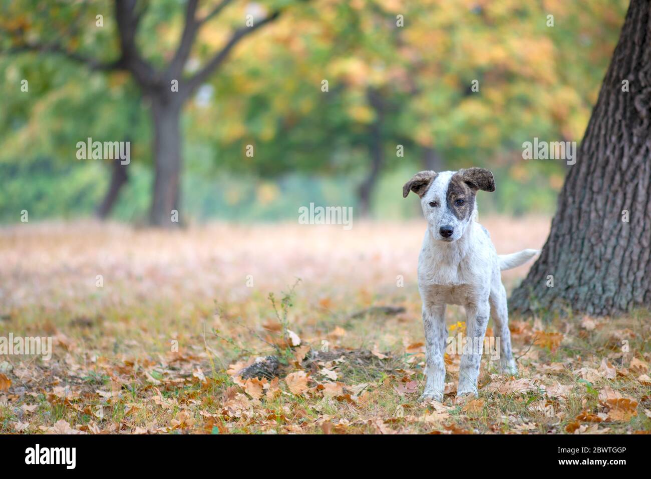 Street dog hi-res stock photography and images - Alamy