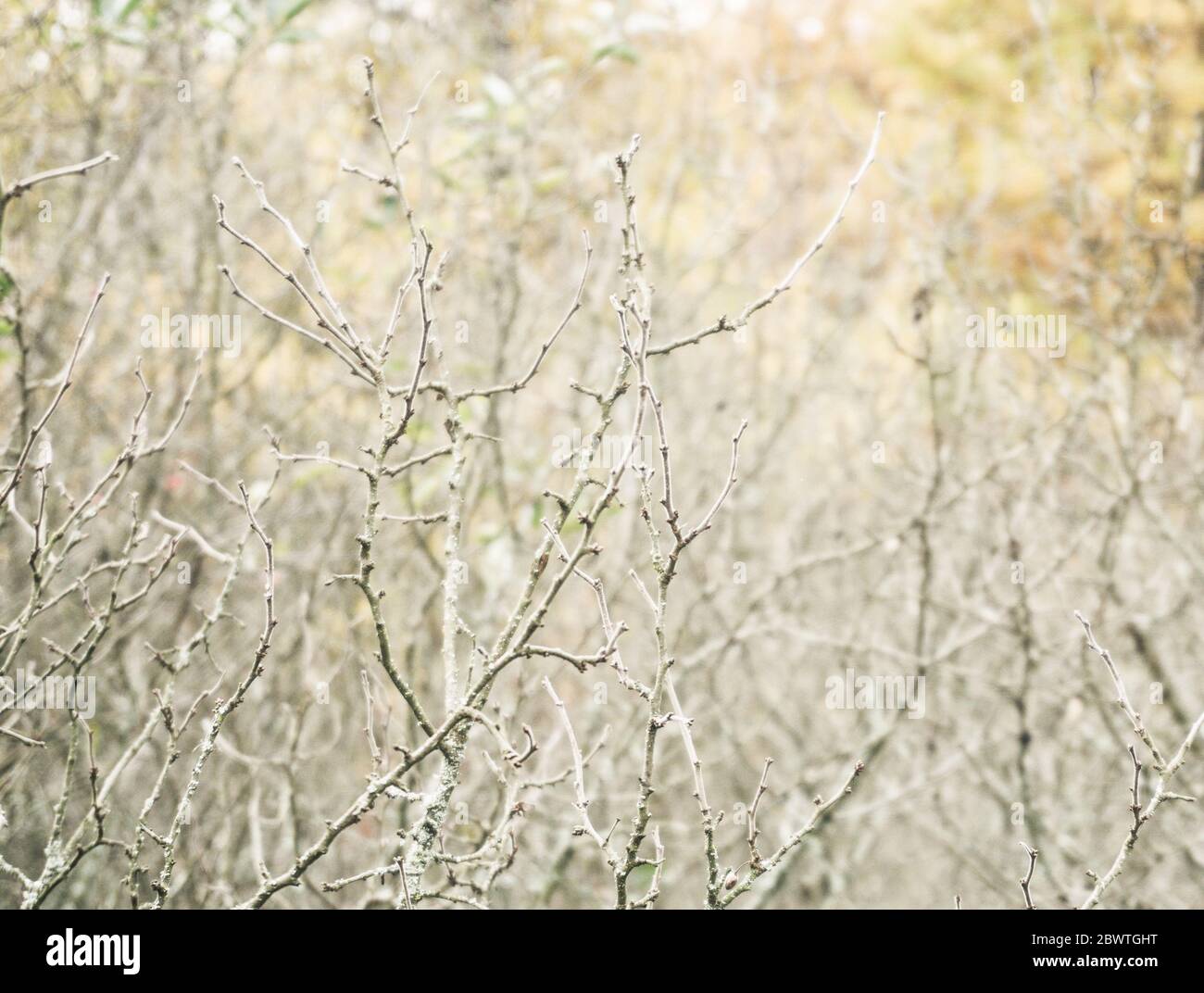 gray bushes and thickets of trees Stock Photo - Alamy