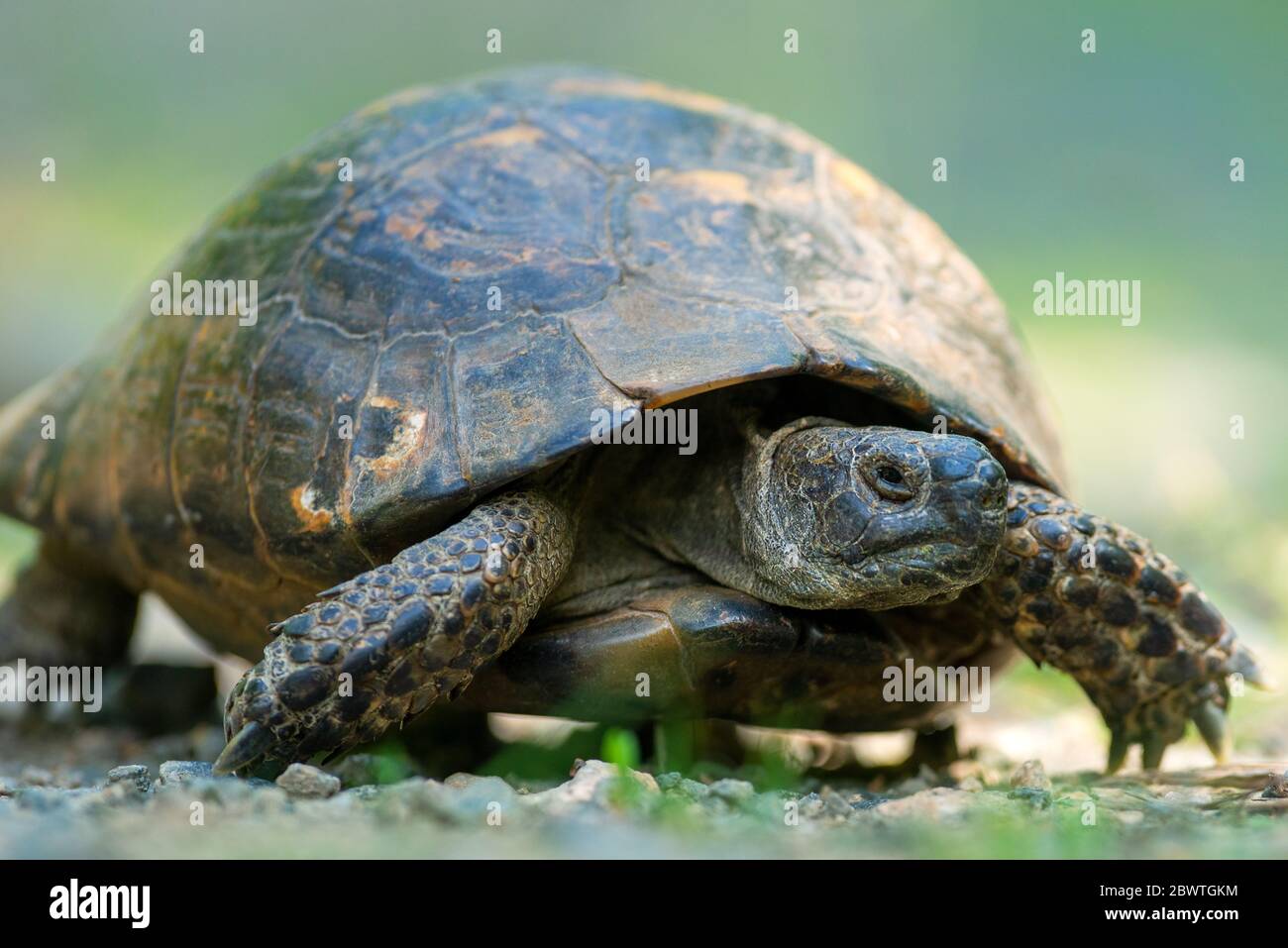 Spur thighed turtle (Testudo graeca) in natural habitat Stock Photo - Alamy