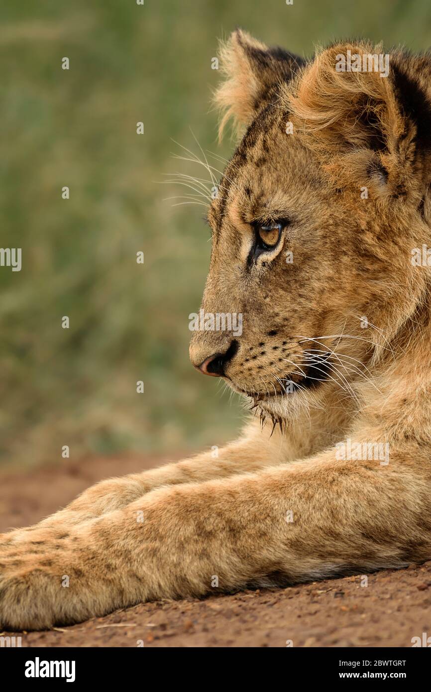 Lion seated hi-res stock photography and images - Alamy
