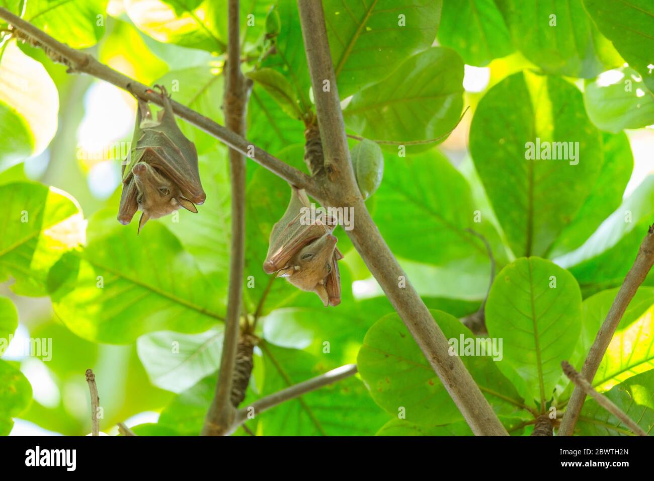 Peters' dwarf epauletted fruit bat hi-res stock photography and images ...