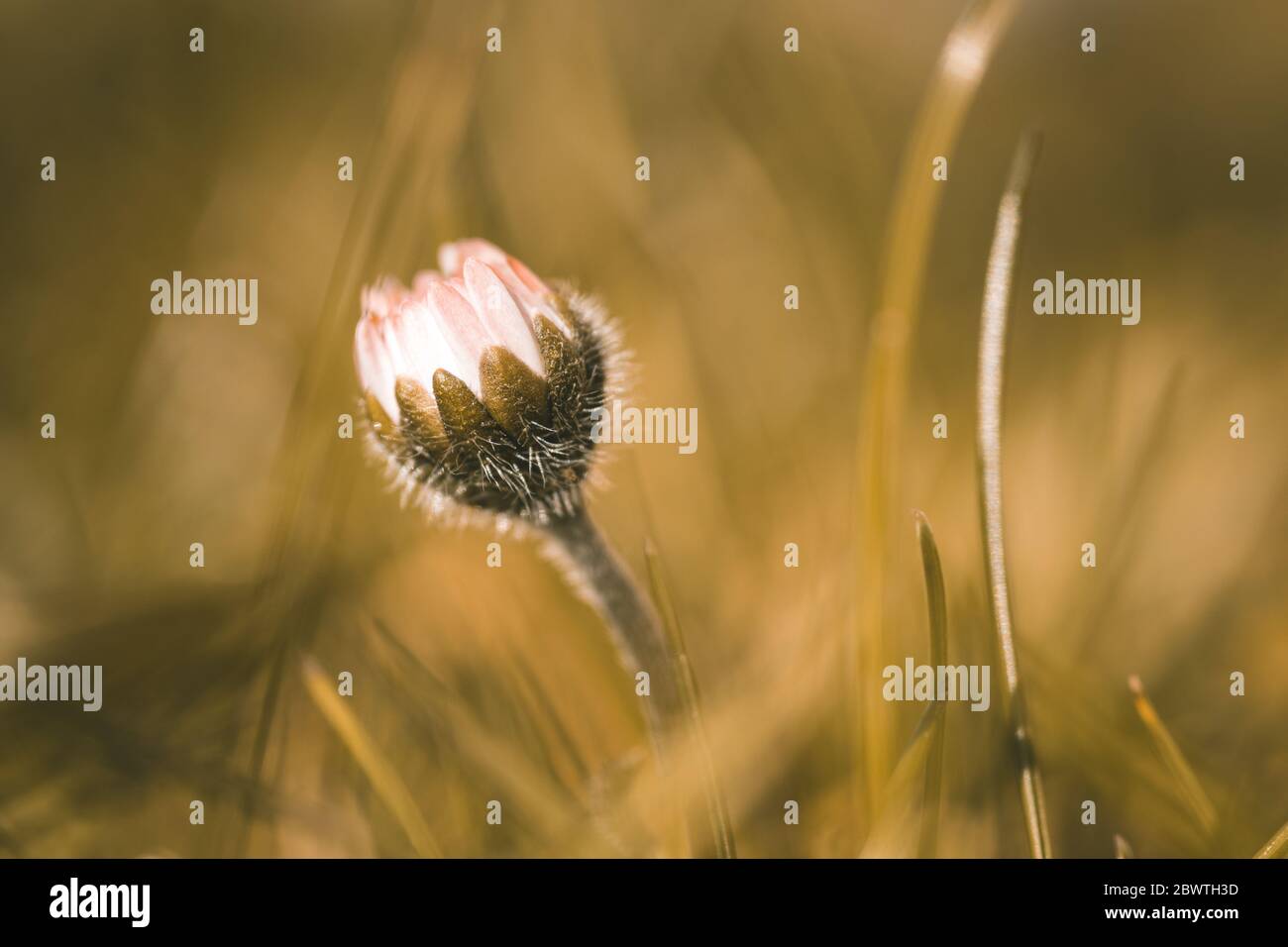 Marguerite daisy flower hi-res stock photography and images - Alamy