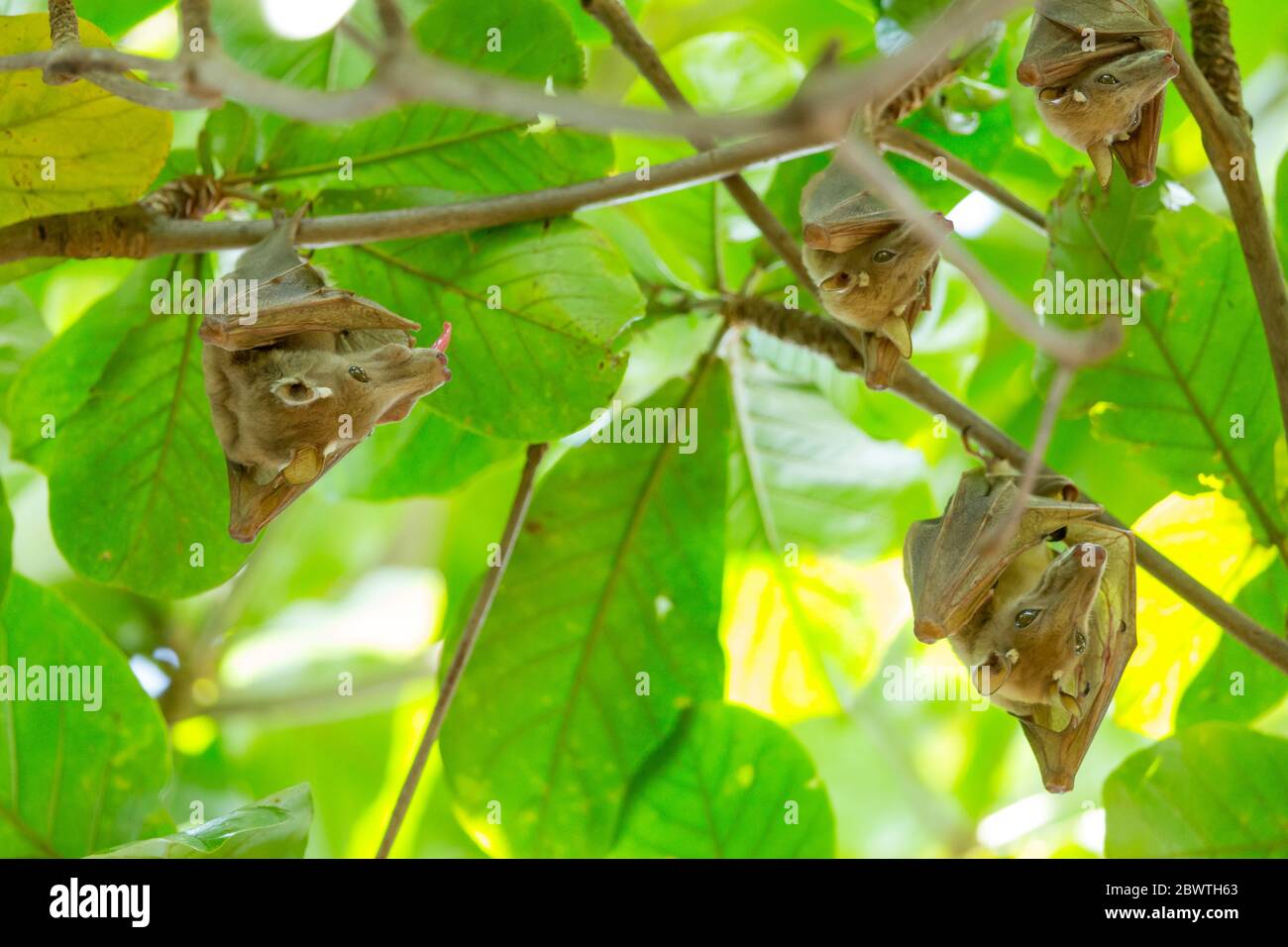 Dwarf epauletted fruit bat hi-res stock photography and images - Alamy
